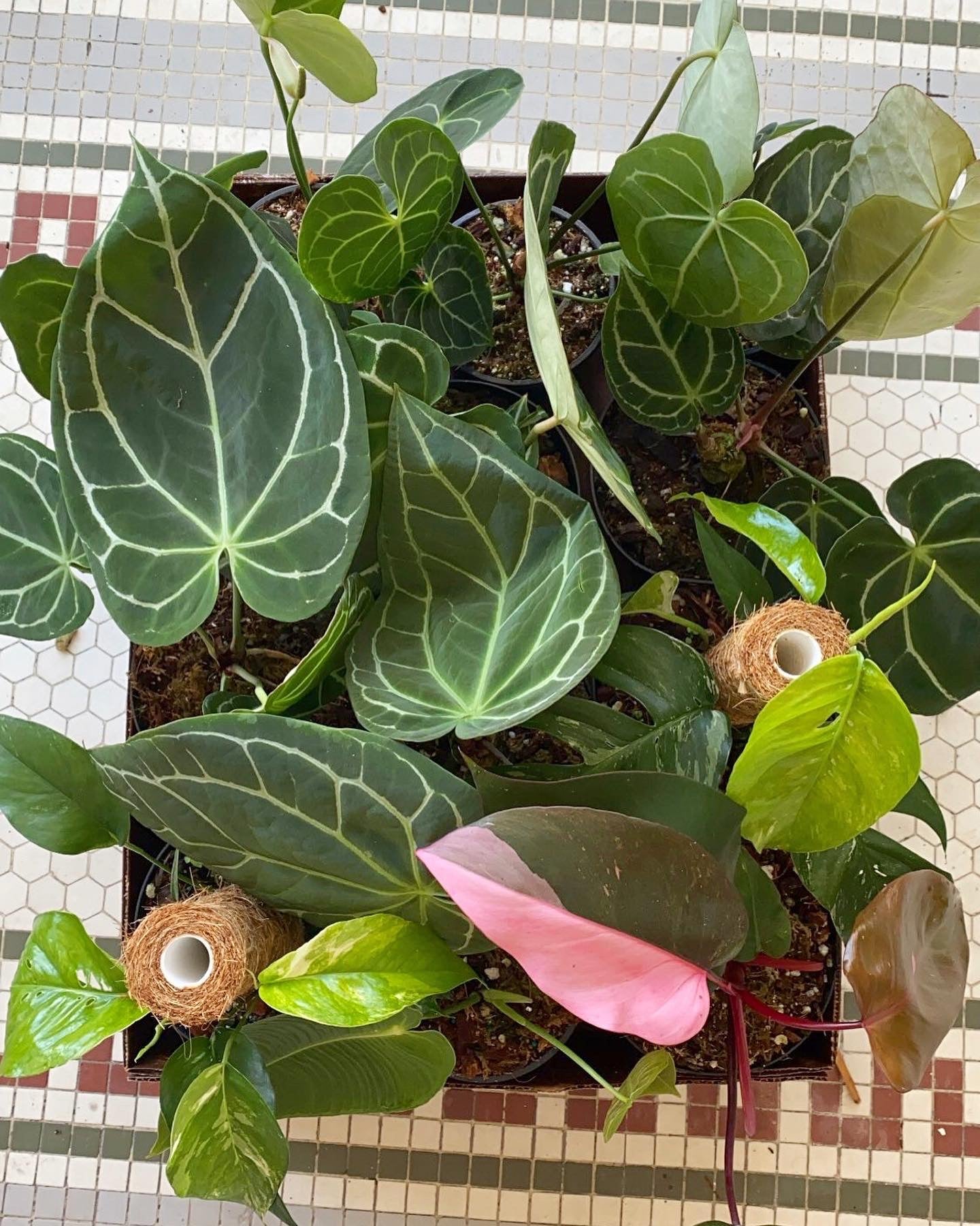 Rare/Collector Plants (shippable) – Botanica