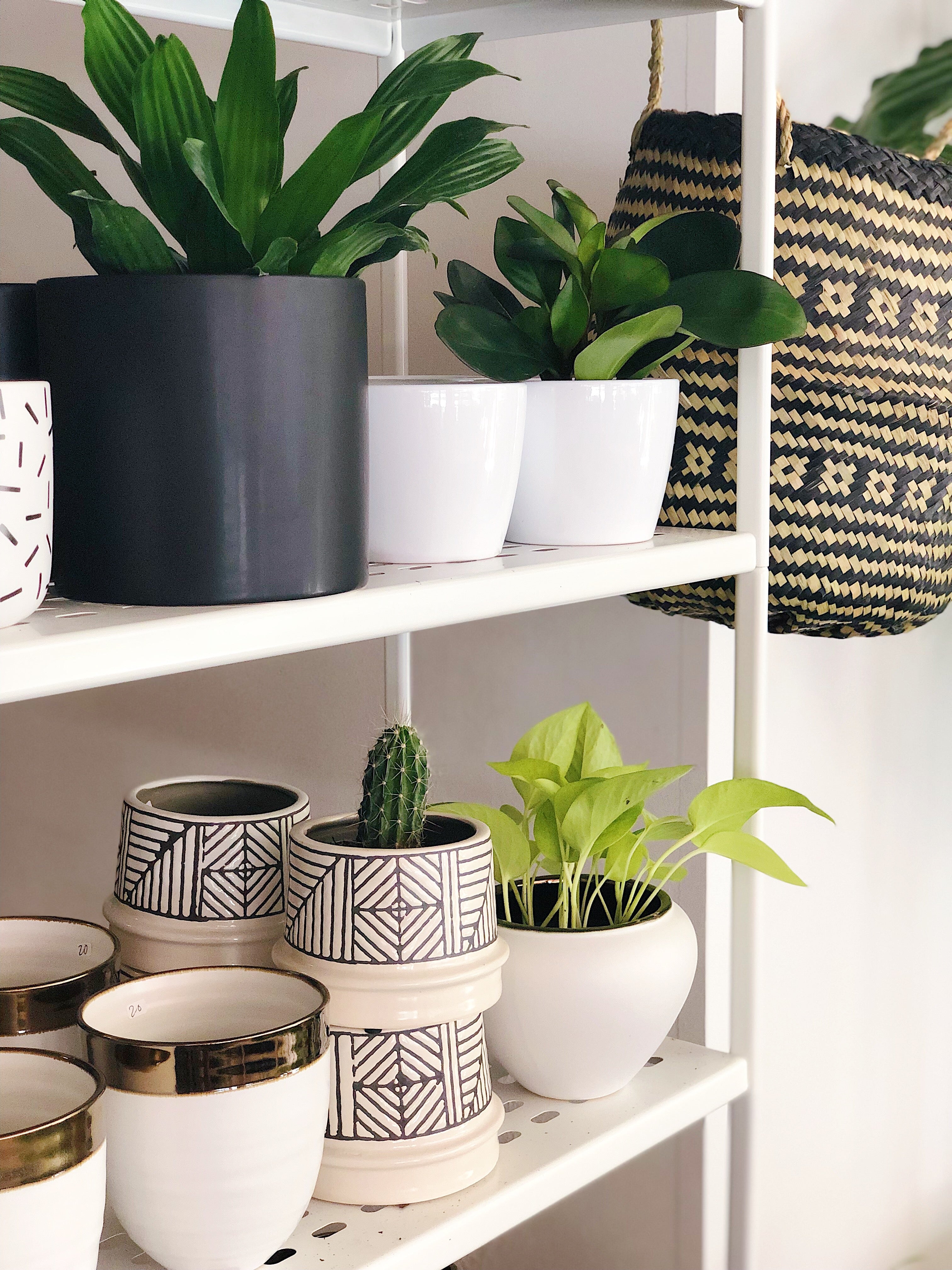 Botanica Pots + Baskets