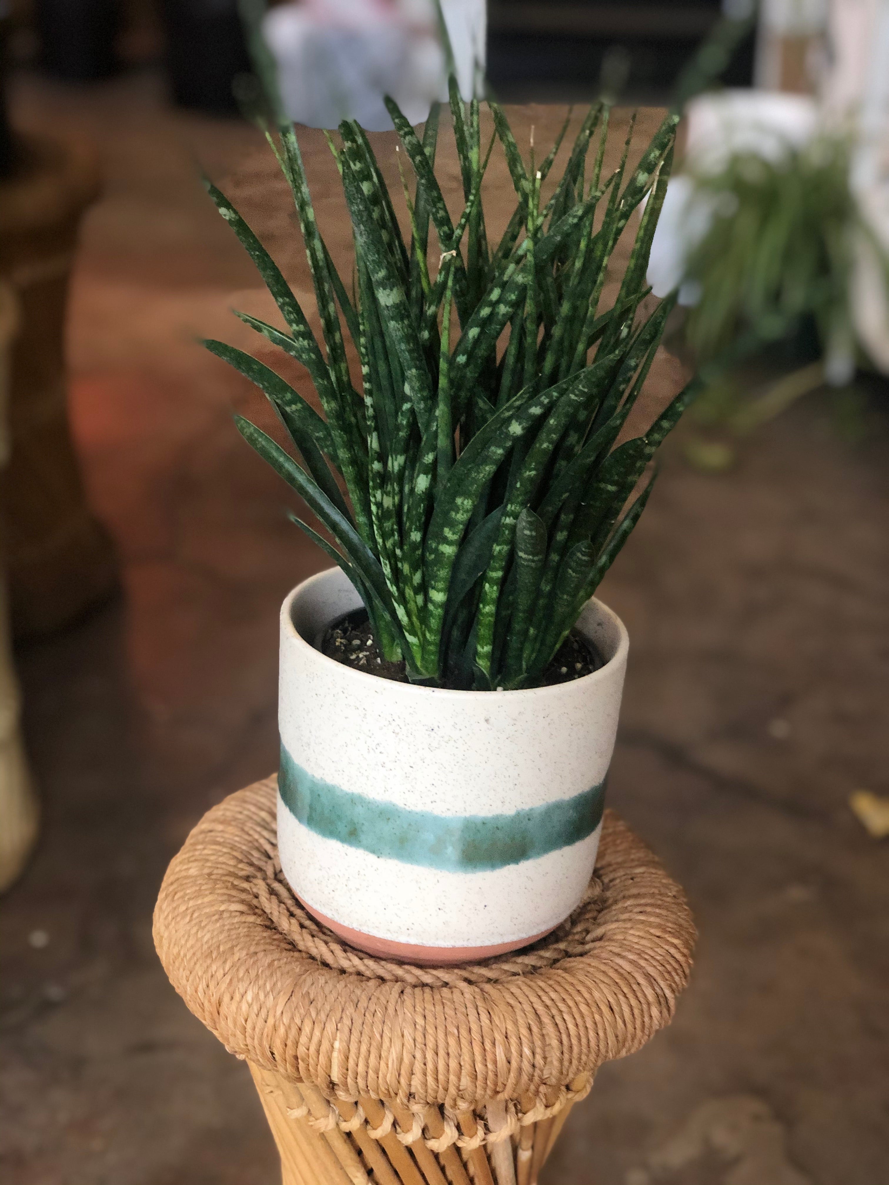 Botanica Pots + Baskets